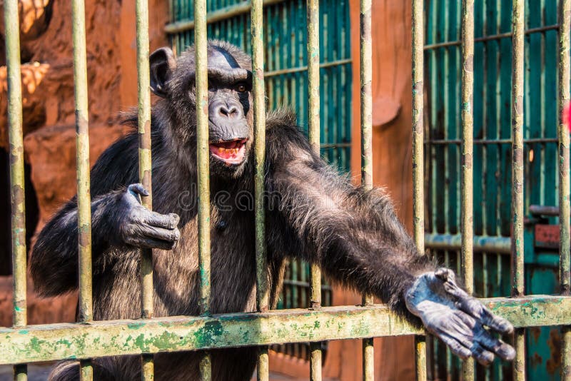 Give me stock image. Image of wood, hand, please, asia - 36915749