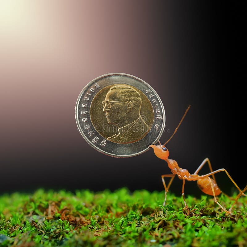Give money for ant stock image. Image of ants, monetary - 57121967