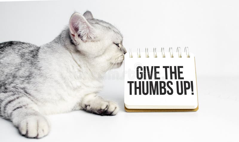 Give the Thumbs Up Text on Notebook with Grey Cat Stock Photo - Image ... Give the Thumbs Up Text on Notebook with Grey Cat Stock Photo - Image ...