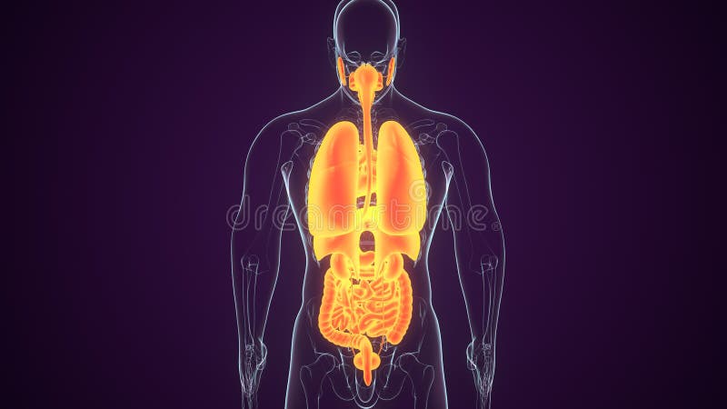 3d Rendered Illustration of a Body Shape with Organs Stock Illustration ...