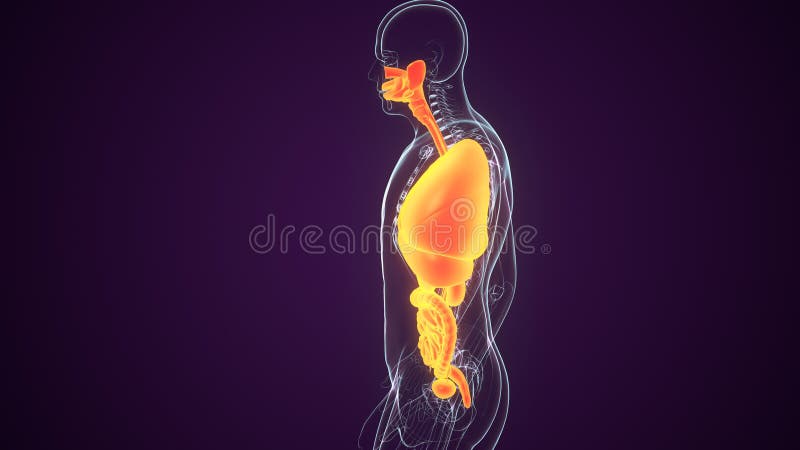 3d Rendered Illustration of a Body Shape with Organs Stock Illustration ...