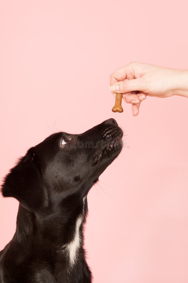 Giving dog a cookie stock image. Image of cookie, obedience - 36163811
