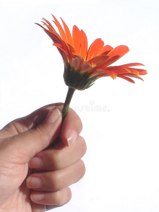 Giving a flower - isolated stock image. Image of giving - 446925