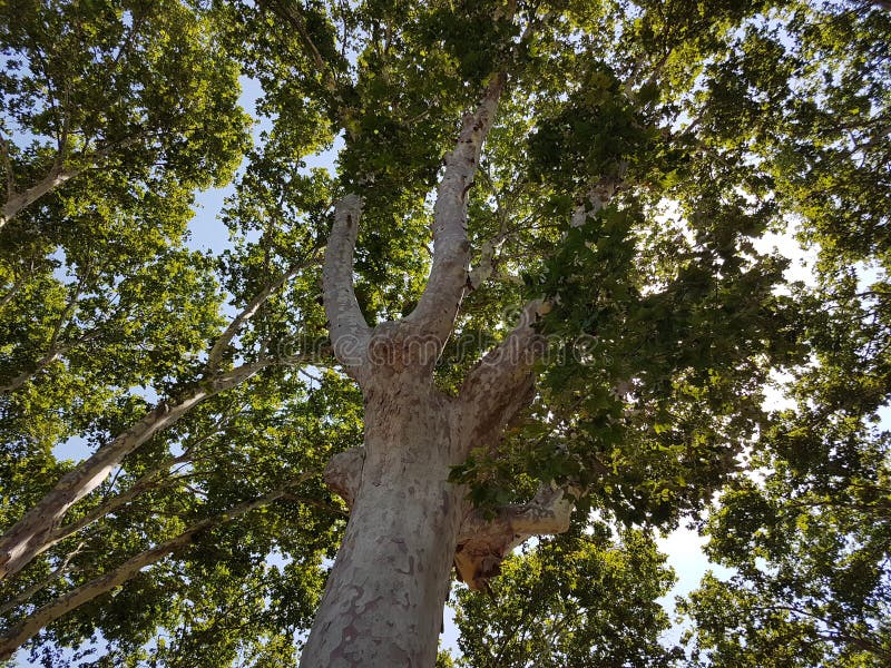 Tree of good shadow. stock photo. Image of cool, tree - 100712338