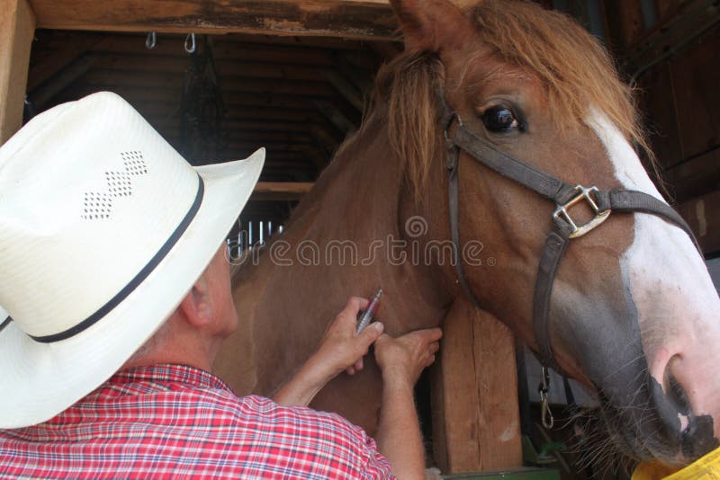 Horse receiving injection stock photo. Image of hand - 13240264