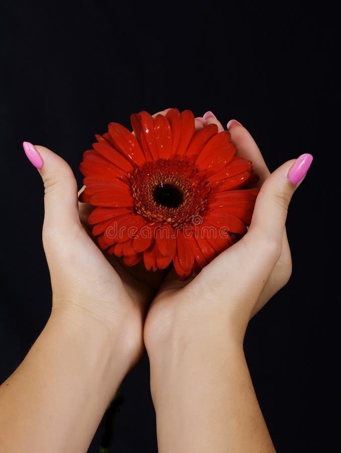 Giving life stock image. Image of give, corolla, pistil - 1324703