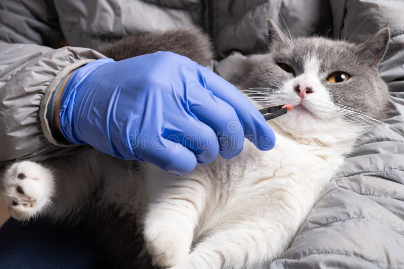 Giving a pill to cat stock image. Image of health, mammal - 266592159