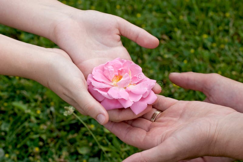 Man's Hand Giving Rose Stock Images - Download 1,028 Royalty Free Photos