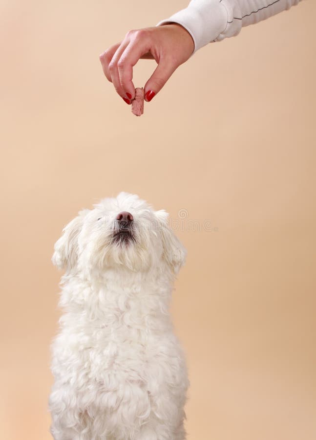 Giving treat to dog stock photo. Image of hand, canine - 12809072