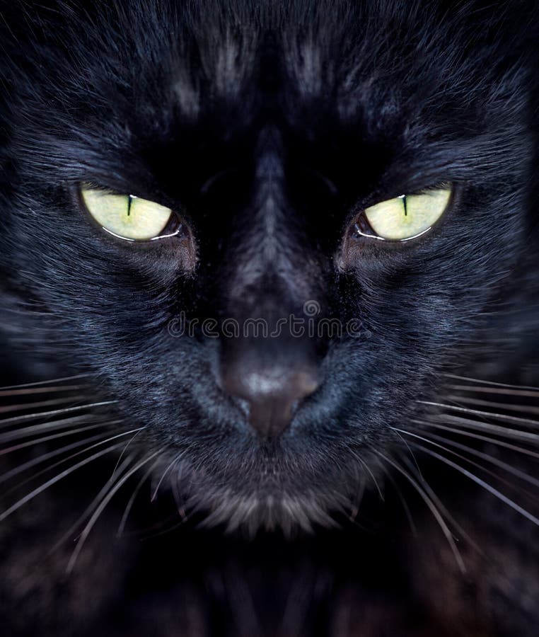 Giving You an Intense Stare. Cropped View of a Black Cat Looking at You ...