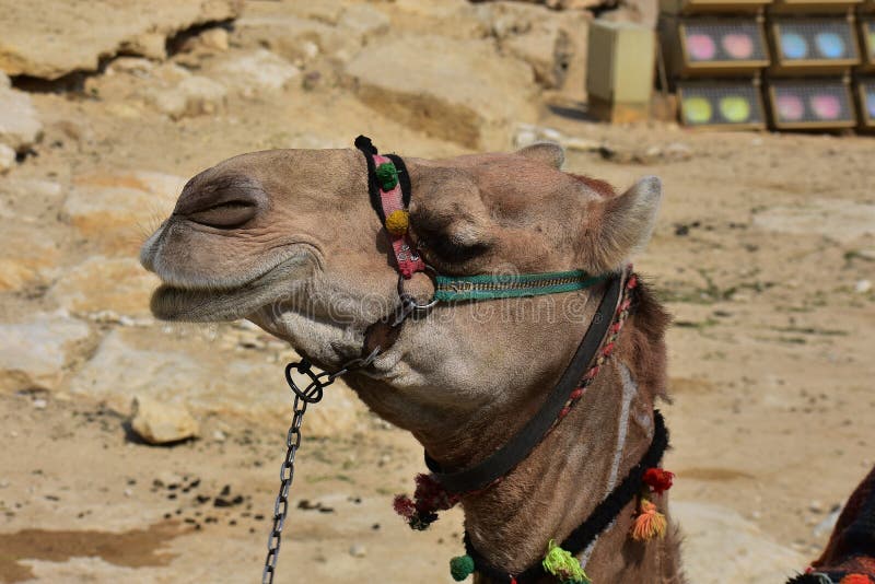 Giza Plateau at Cairo, Egypt. Stock Photo - Image of animal, resting ...