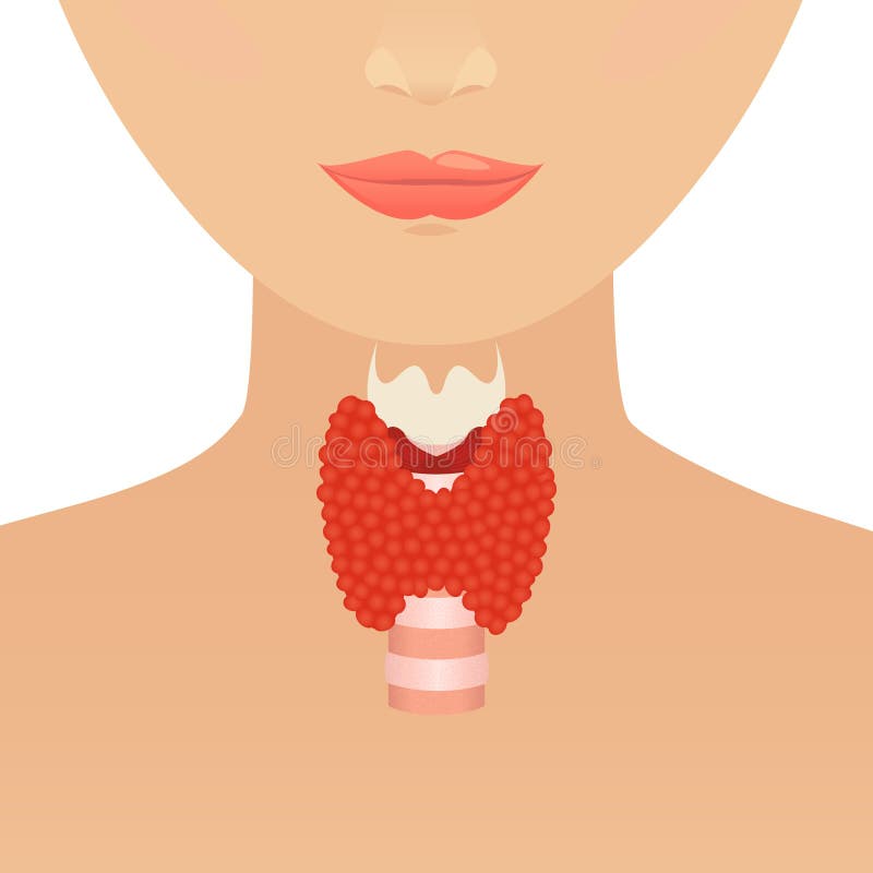 órgano De La Glándula Tiroidea Sobre El Icono De La Silueta Corporal ...