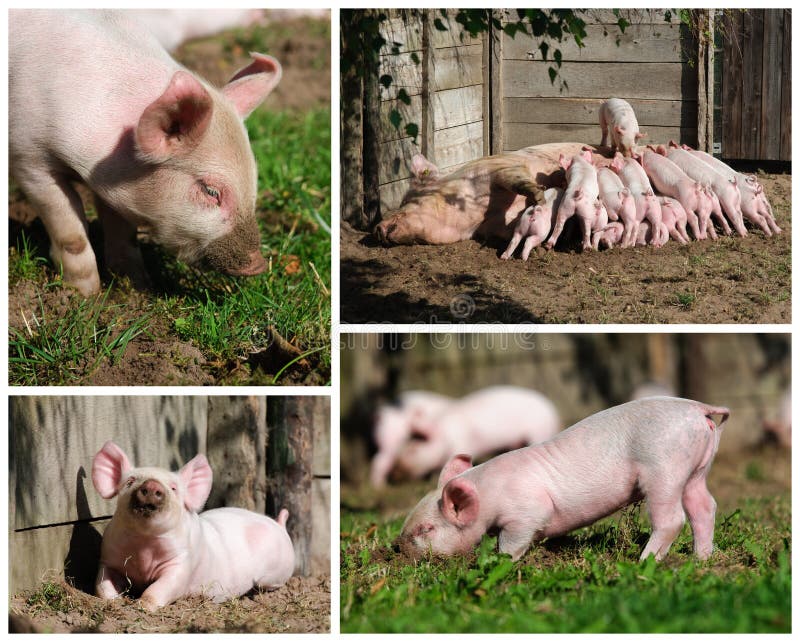 Schwein Und Ferkel in Der Wiese Stockfoto - Bild von abstichgraben ...