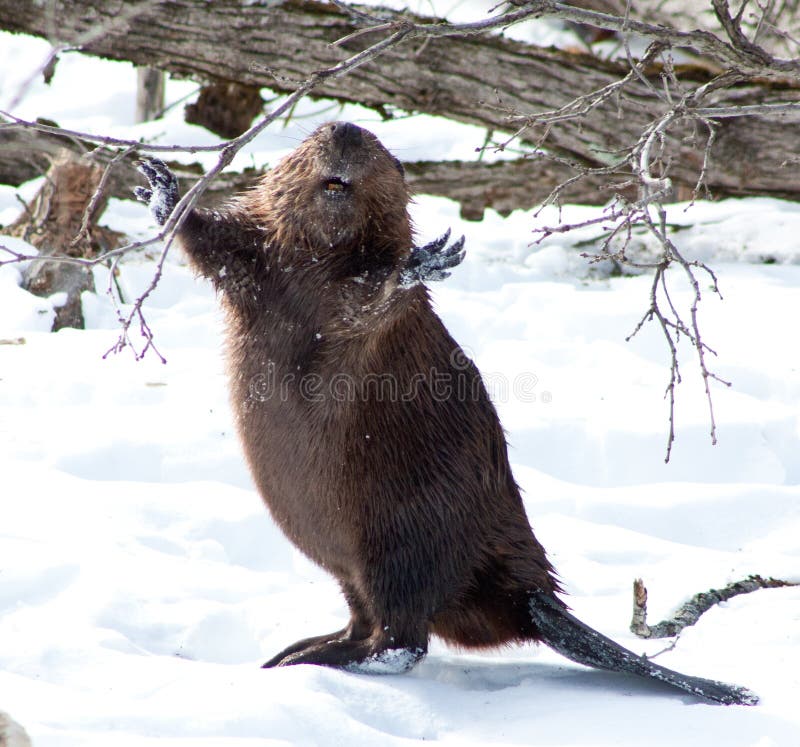Glücklicher Biber Im Winter Stockfoto - Bild von winter, waldland: 60684952