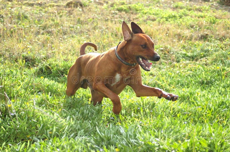 Glücklicher Jagdhund stockbild. Bild von tätigkeit, schön - 4665401