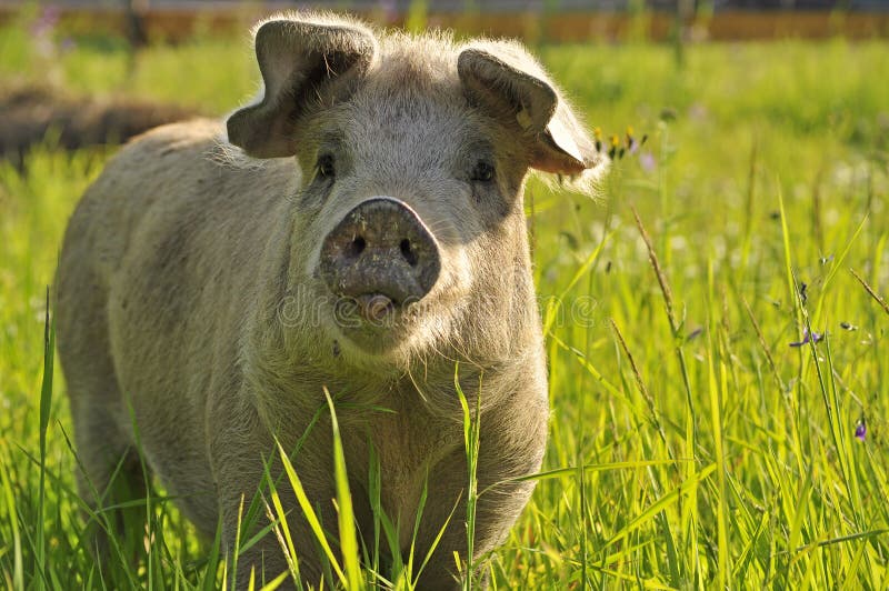 Glückliches Schwein stockfoto. Bild von zuerst, einkommen - 4906910