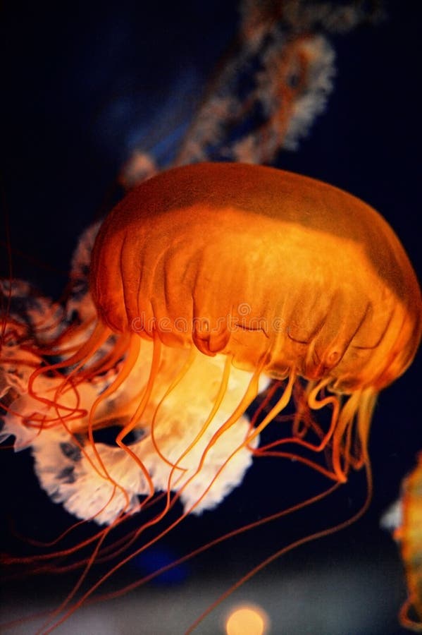 Herrliche Rote Und Gelbe Quallen in Einem Aquarium am Park Pairi Daiza ...