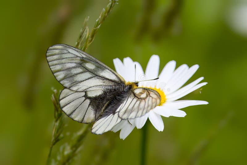 Glacial Apollo on the White Daisy Stock Photo - Image of glacial ...