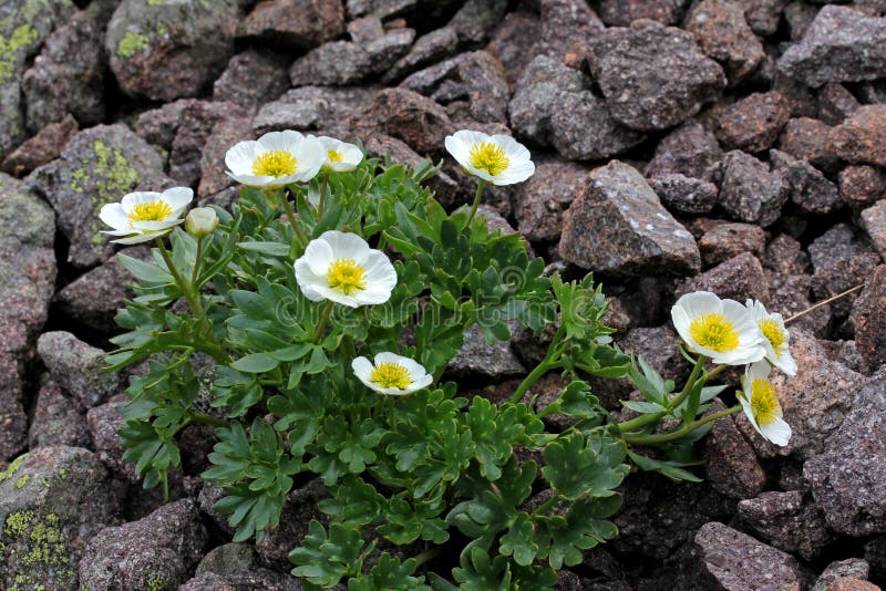 Glacialis de Ranunculus photo stock. Image du nature - 56036646