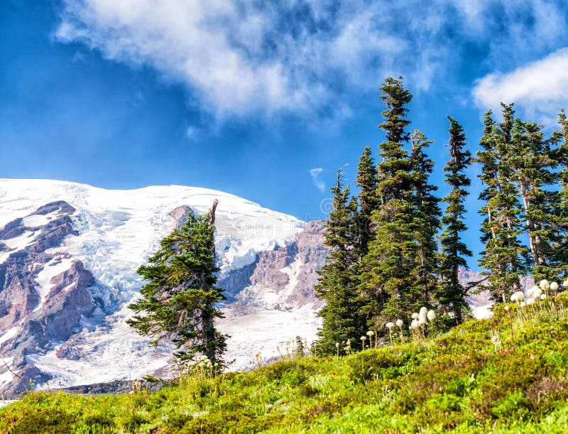 Glacier of Mt Rainier in Summer Time Stock Photo - Image of forest ...