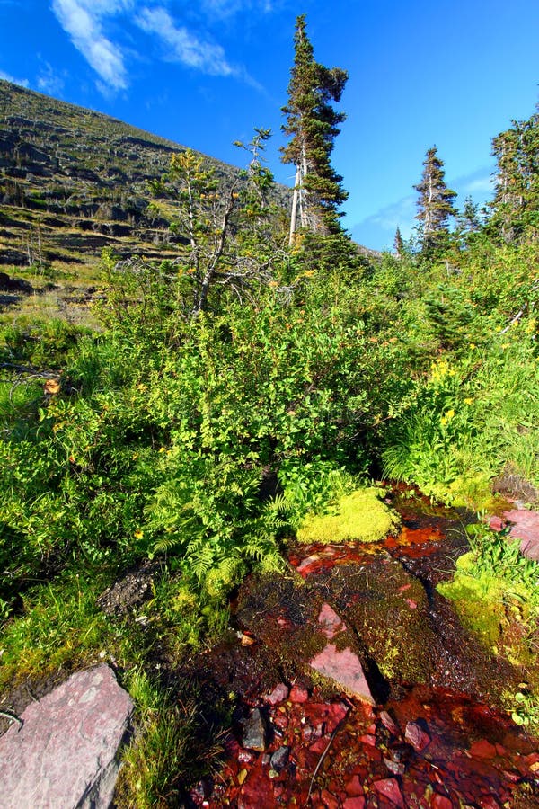 Glacier National Park Hillside Stream Stock Image - Image of ...
