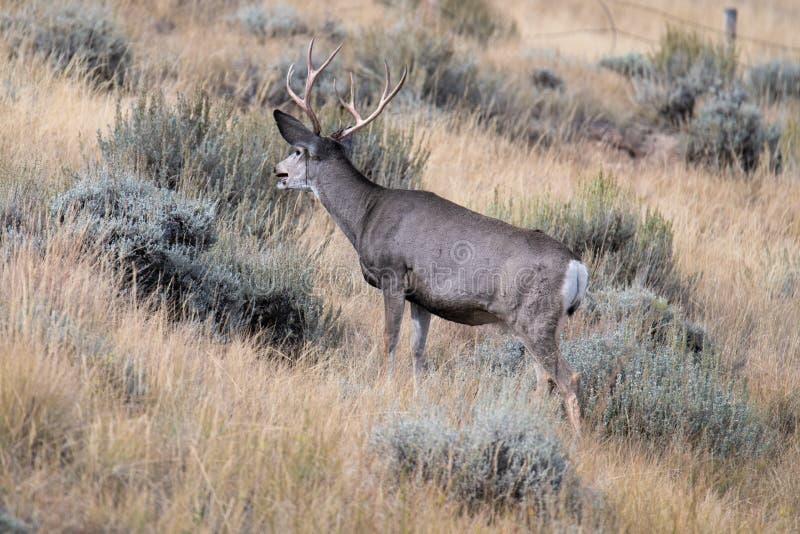 Glad Gray Mule Deer Buck Onder Alsem Stock Foto - Image of tegenstander ...
