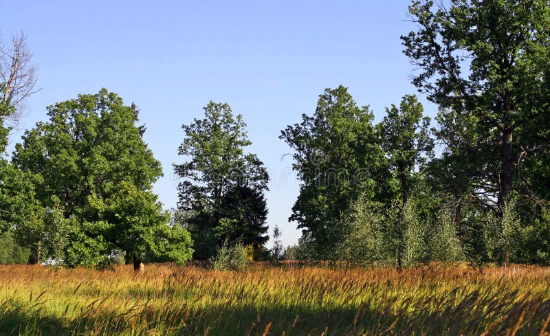 Glade fotografia stock. Immagine di paesaggio, vetro - 41937990