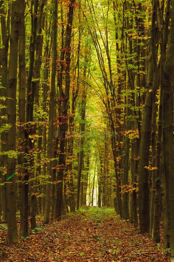 Glade in autumn forest. stock photo. Image of lane, orange - 88966750