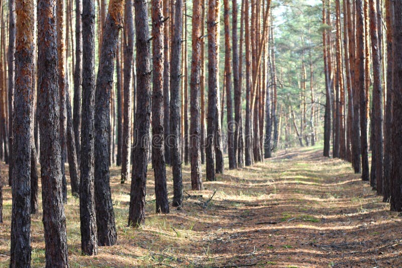 Glade in the Autumn Pine Forest. Trail among a Row of Tree Trunks Stock ...