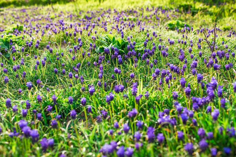 Glade of Blue Flowers in Spring Stock Photo - Image of bloom, sunlight ...