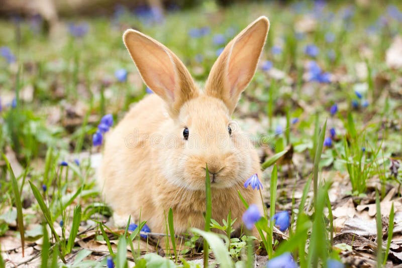 A Glade of Blue Spring Flowers with a Little Fluffy Red Rabbit, an ...