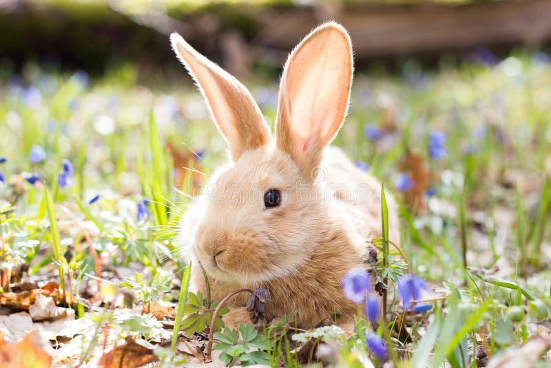 Baby Bunny Red Flower Stock Photos - Download 387 Royalty Free Photos