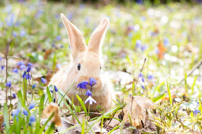 A Glade of Blue Spring Flowers with a Little Fluffy Red Rabbit, an ...