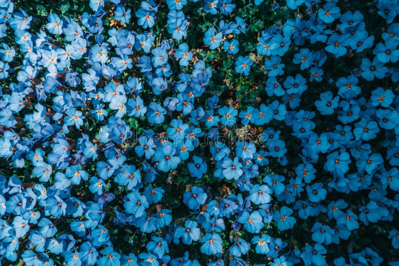 Glade of Blue Spring Flowers in the Sunshine Stock Image - Image of ...