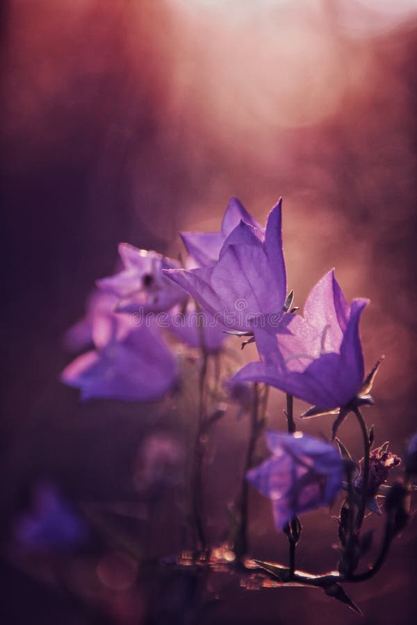 A Glade of Bluebell Flowers at Sunset Stock Photo - Image of bluebell ...