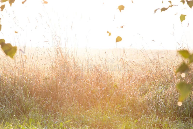 Glade Brightly Lit by Sunlight Stock Photo - Image of nature, spring ...