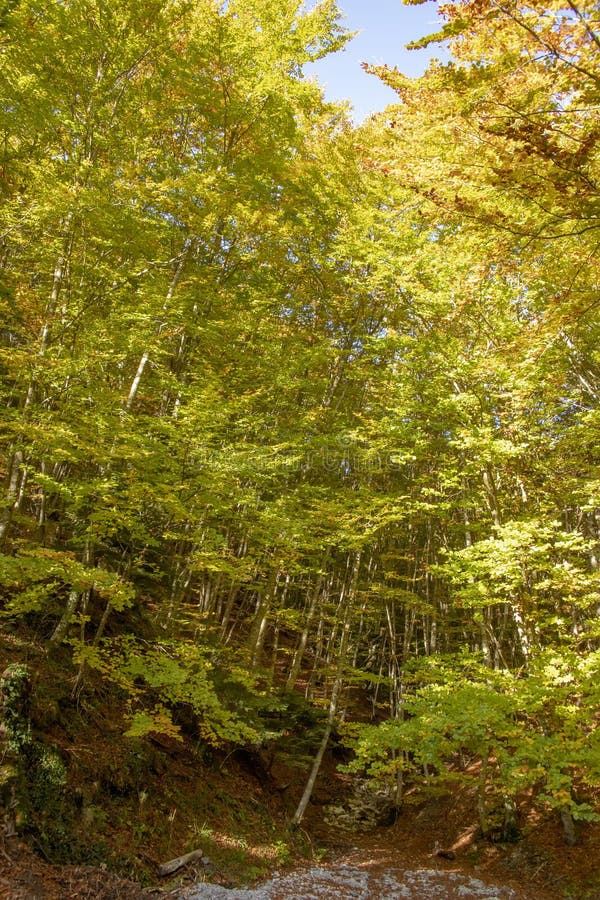 Glade Covered with Dry Leaves between the Trees in the Golden Autumn ... Glade Covered with Dry Leaves between the Trees in the Golden Autumn ...
