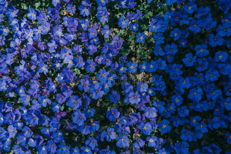 Glade of Dark Blue Spring Flowers in the Sunshine Stock Photo - Image ...