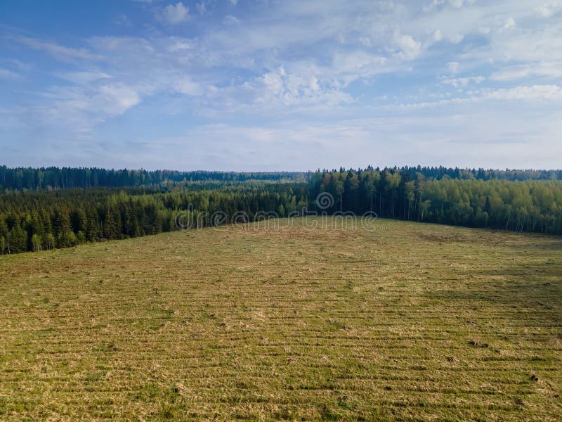A Glade and the Edge of the Forest from a Bird S-eye View from a Drone ...