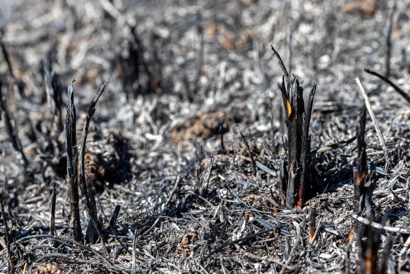 Glade after a Fire with Burnt Grass and Black Branches of Plants ...