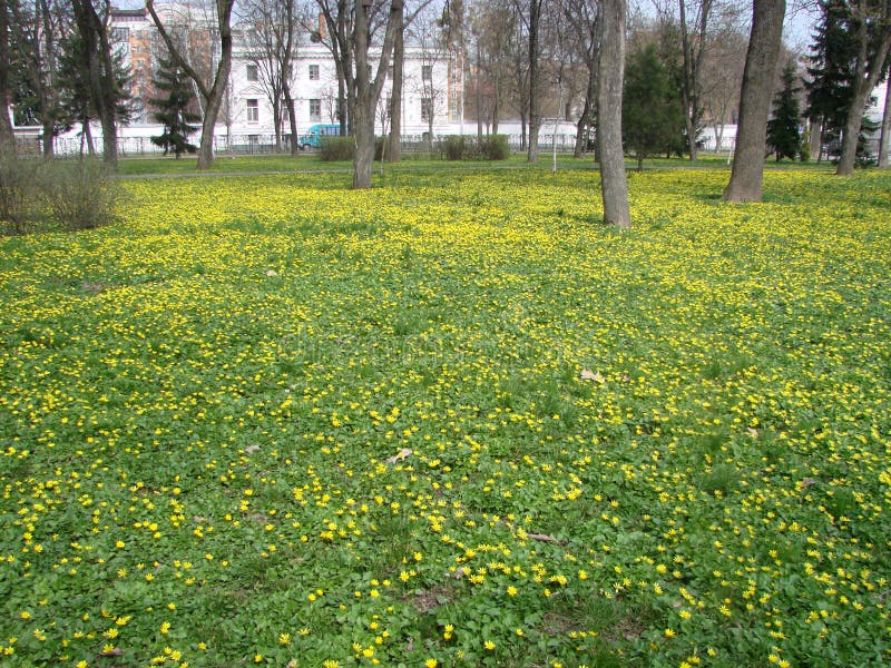 Glade with Flowering Buttercup Ficaria Verna . Spring Stock Image ...