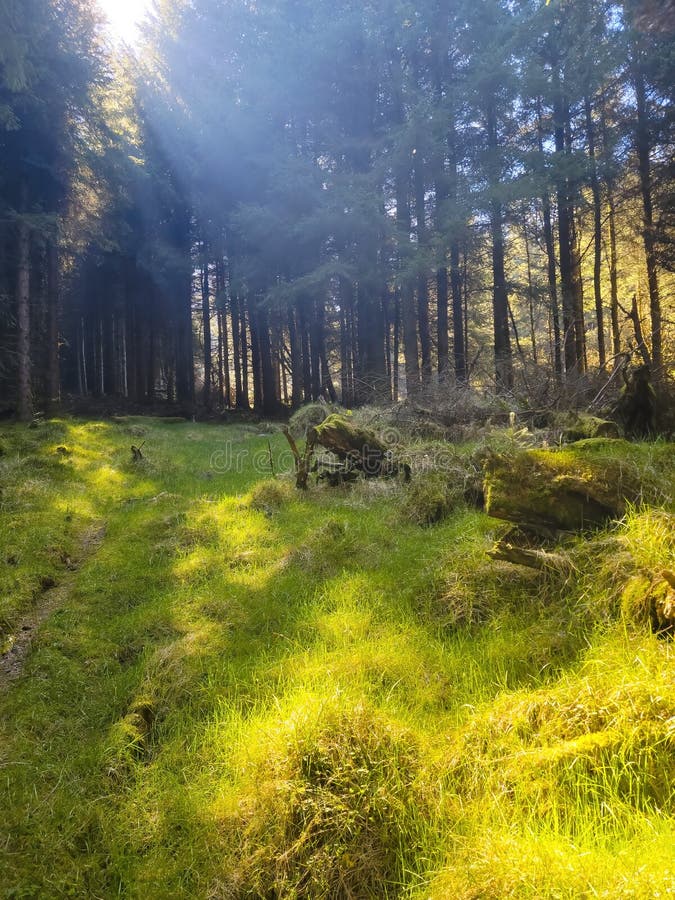 Glade in the Forest with Green Tree in Sunset Stock Photo - Image of ...