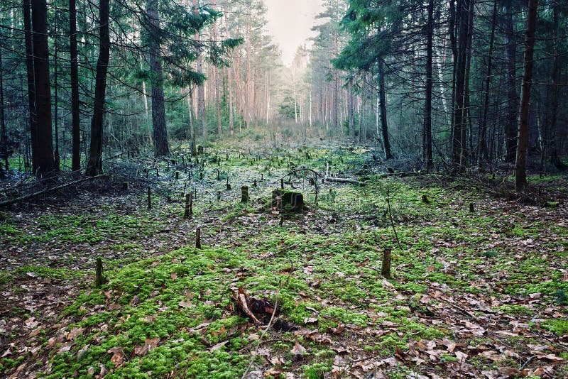 Glade stock photo. Image of forest, stub, autumn, mist - 49747666