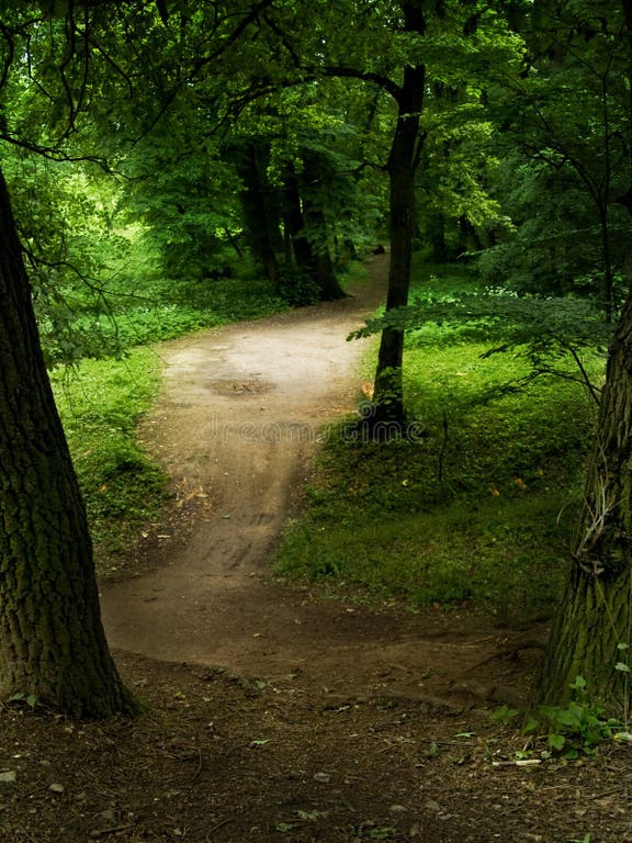 Glade in a forest stock image. Image of meandering, fagaras - 5516959