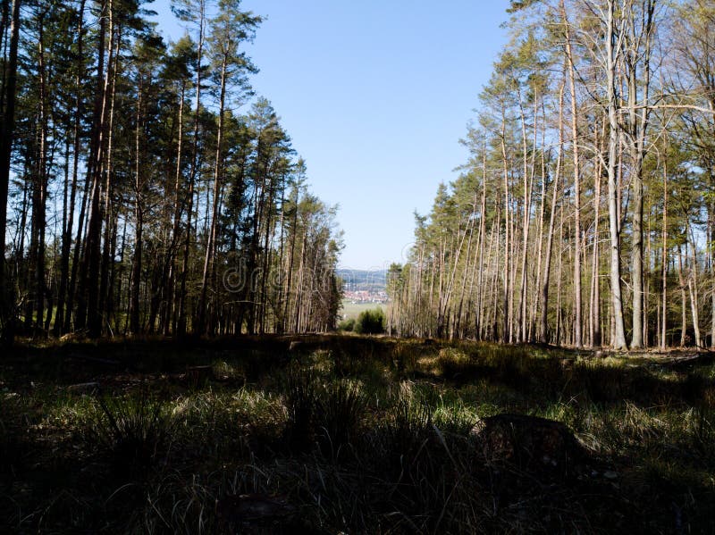 Glade in a forest stock image. Image of meandering, fagaras - 5516959