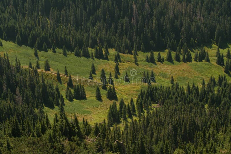 Glade in the Forest - Distant View. Stock Photo - Image of outdoor ...