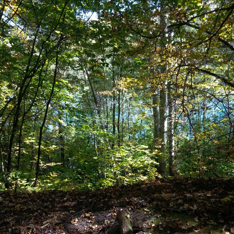 Glade in the Forest on a Sunny Day Stock Photo - Image of glade, forest ...