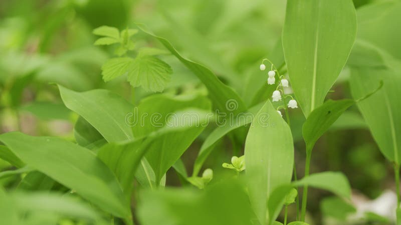 Glade of Lilies of Valley Growing in Spring among Trees. Convallaria ...