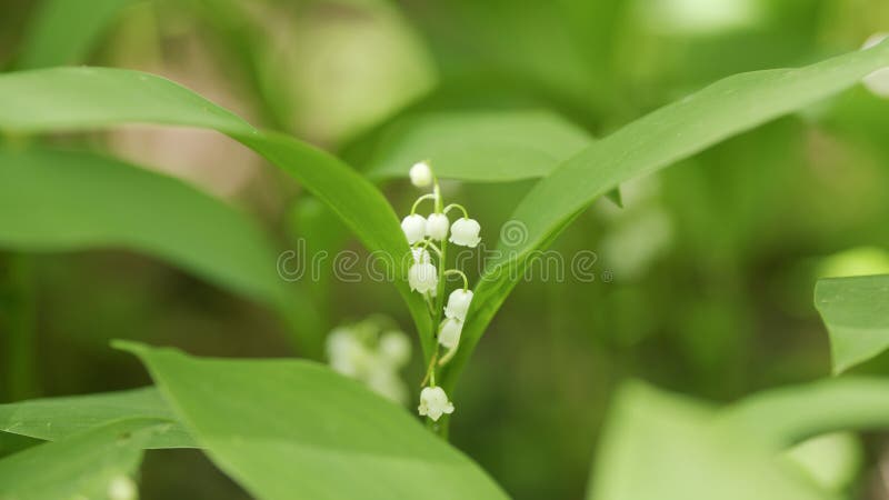 Glade of Lilies of Valley Growing in Spring among Trees. Convallaria ...