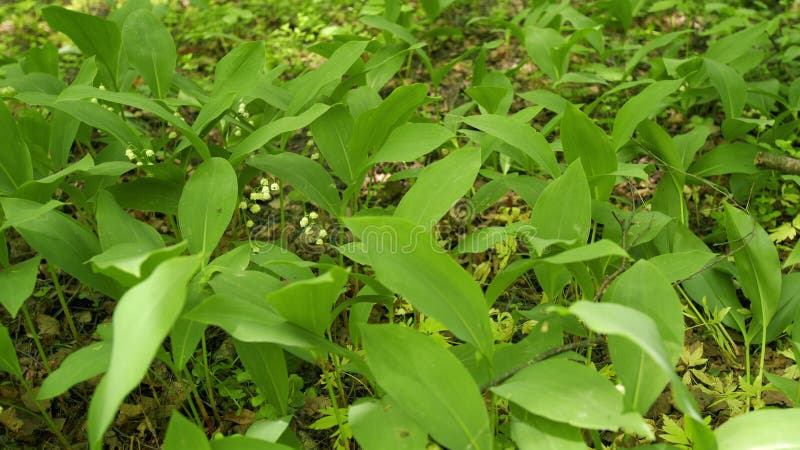 Glade of Lilies of the Valley Growing in Spring among Trees ...